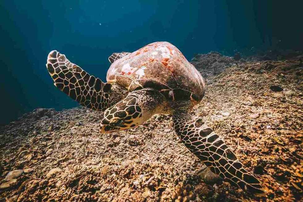 Where to Dive in Gili Air with Map! | DPM Diving
