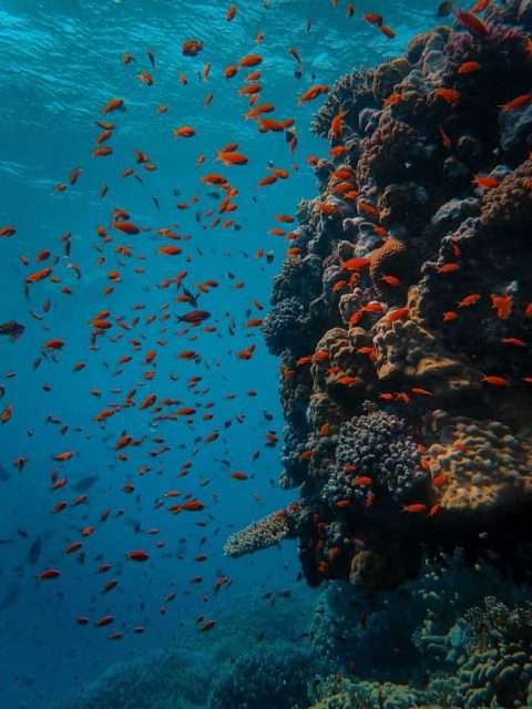 How to Learn to Dive? A Beginner's Guide | DPM Diving