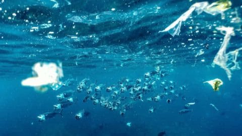Microplastics in the Ocean: How to Reduce Your Impact
